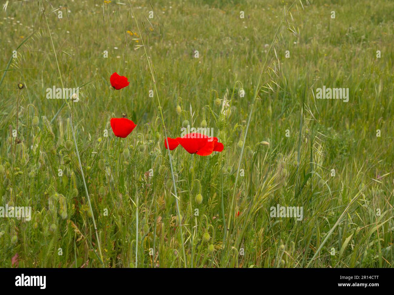 Wild poppy in green hi-res stock photography and images - Alamy