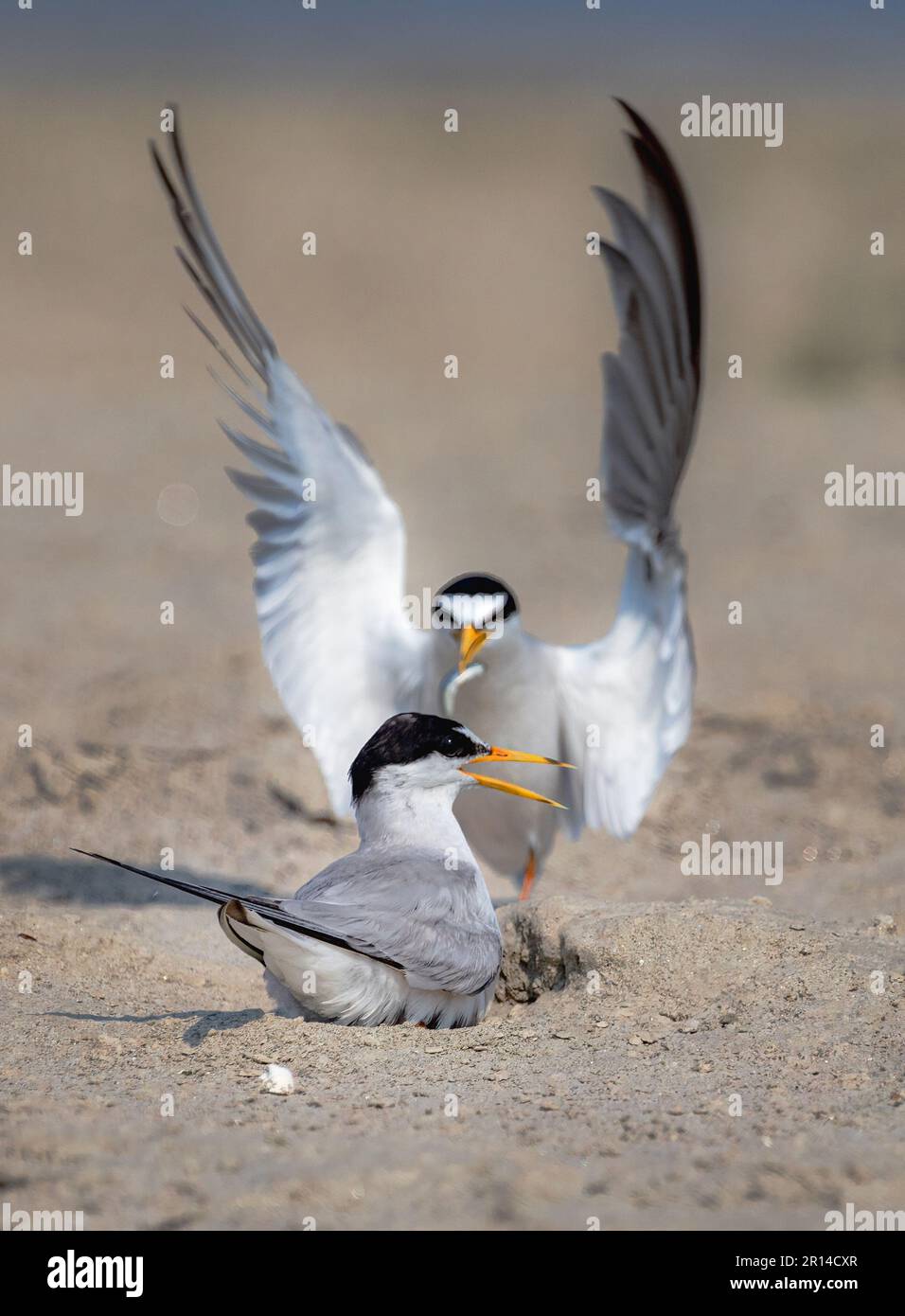 Little Tern birds are migratory birds of Bangladesh Stock Photo - Alamy