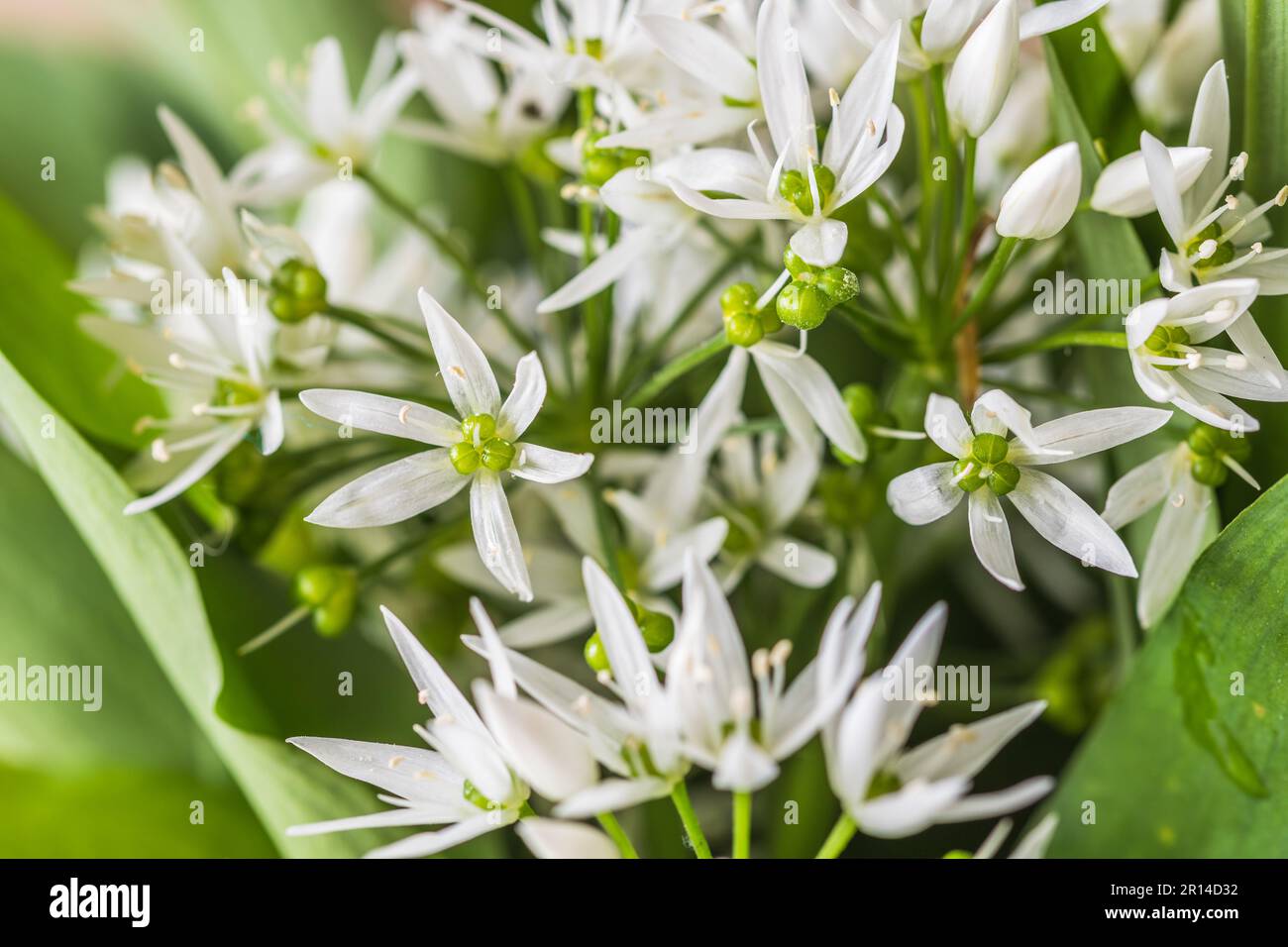 Wild garlic blossoms and leaves Stock Photo - Alamy