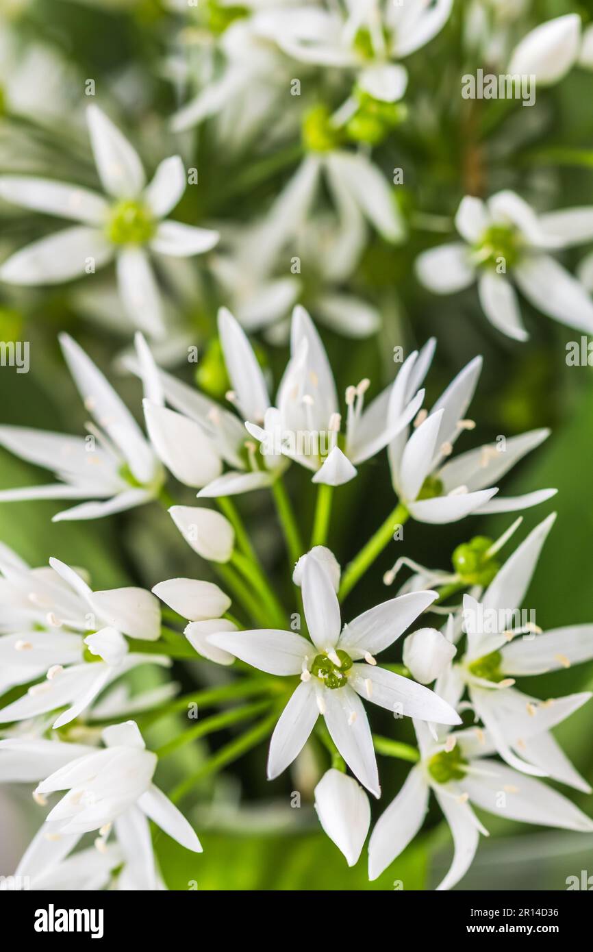 Wild garlic blossoms and leaves, vertical Stock Photo - Alamy