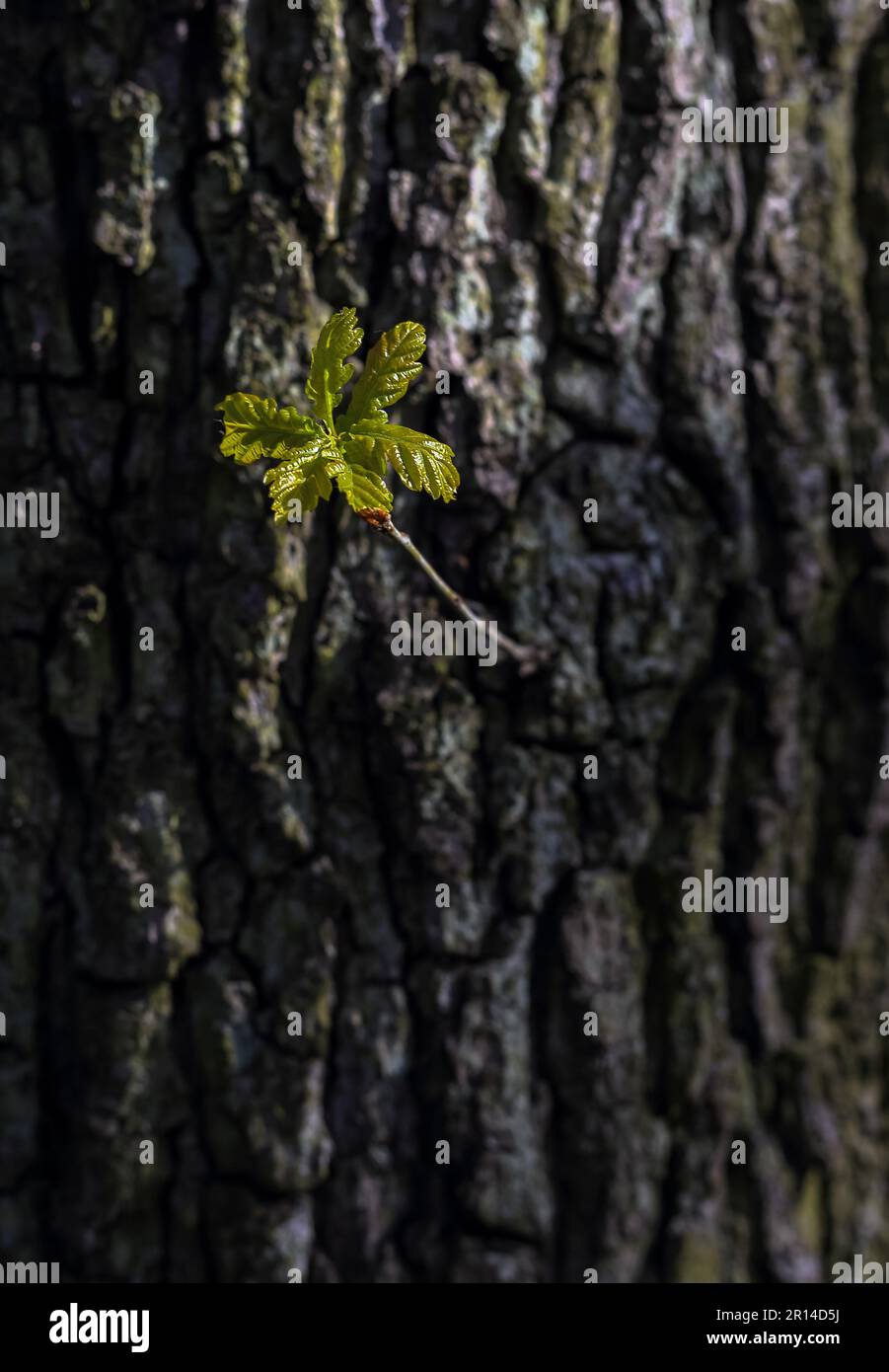 New leaf born forest hi-res stock photography and images - Alamy