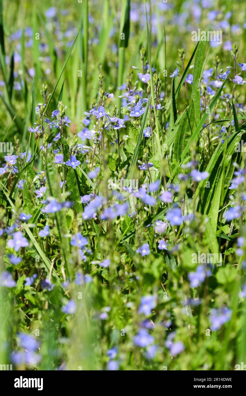 Field of blue flowers, Veronica chamaedrys, germander speedwell ...