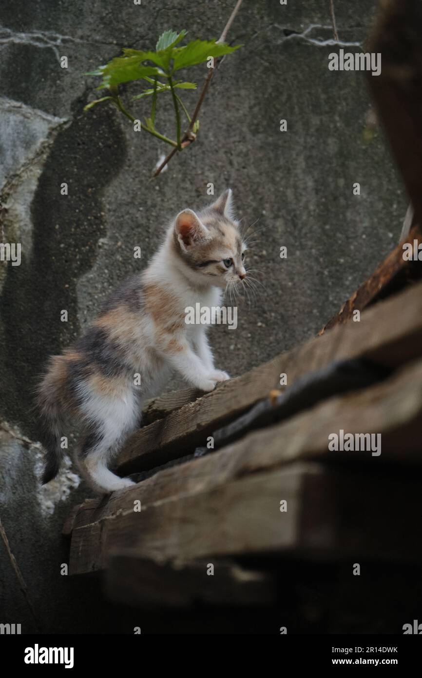 One little tricolor street kitten is climbing on boards in garden ...