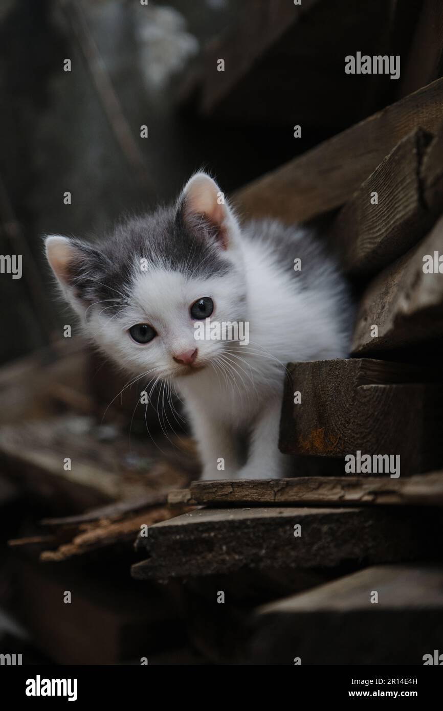 One small gray white street kitten is climbing up on boards in garden ...