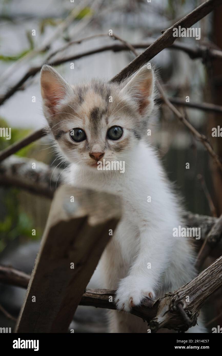 One small tricolor street kitten climbs up on boards in the garden and ...
