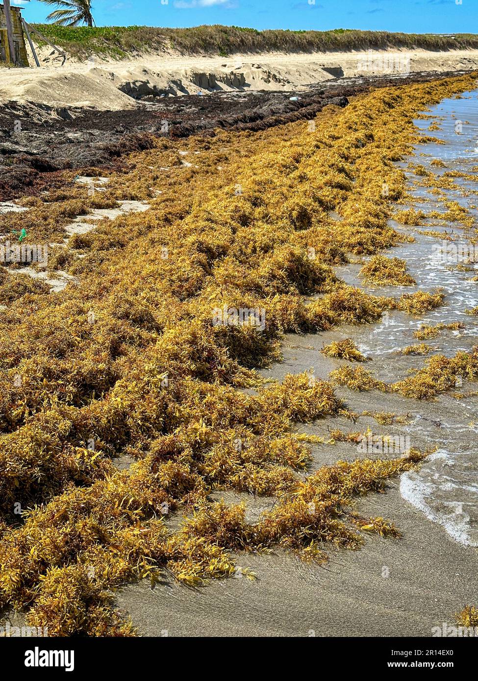 Sargassum seaweed on Atlantic Ocean Beach in St. Kitts, West Indies May ...