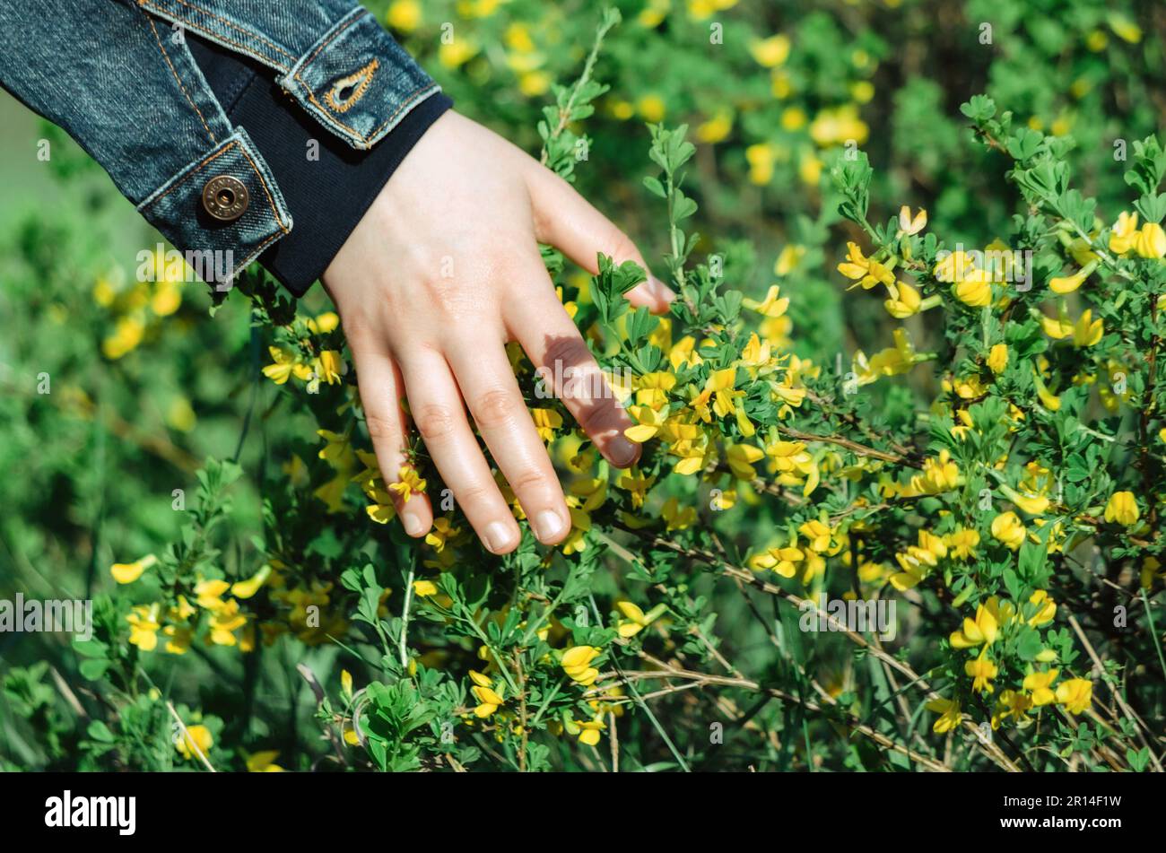 Woman hand touching flower hi-res stock photography and images - Alamy