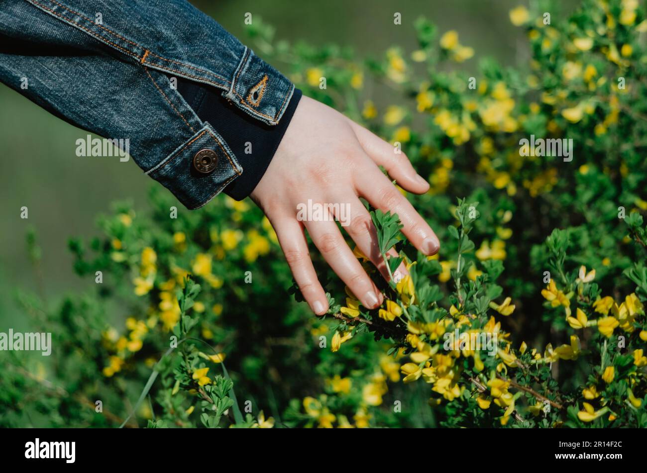 Close up hand of woman touching blossoming yellow wild flowers in a ...