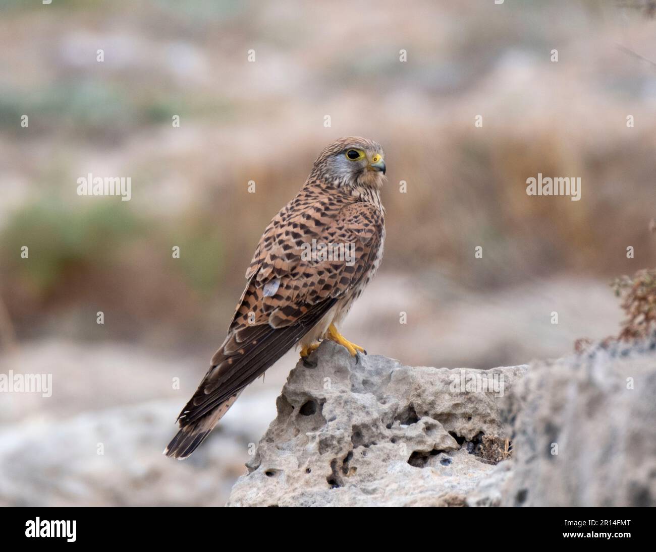 Beautiful female common kestrel falco hi-res stock photography and ...