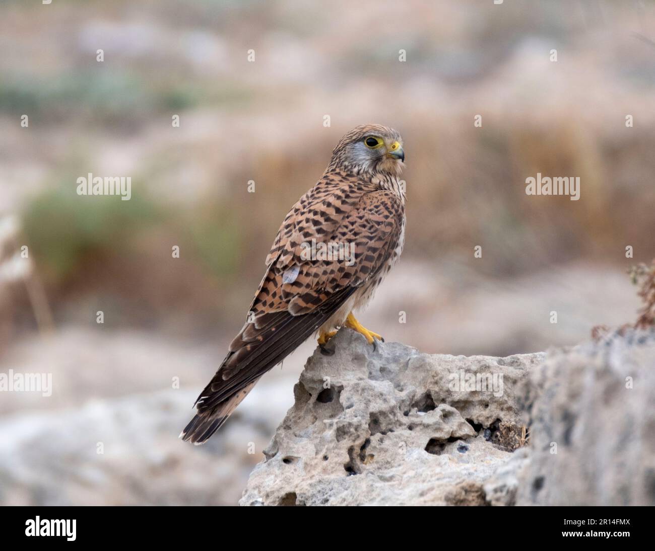 Female Kestrel (falco tinnunculus) perched on a rocky outcrop, Paphos ...