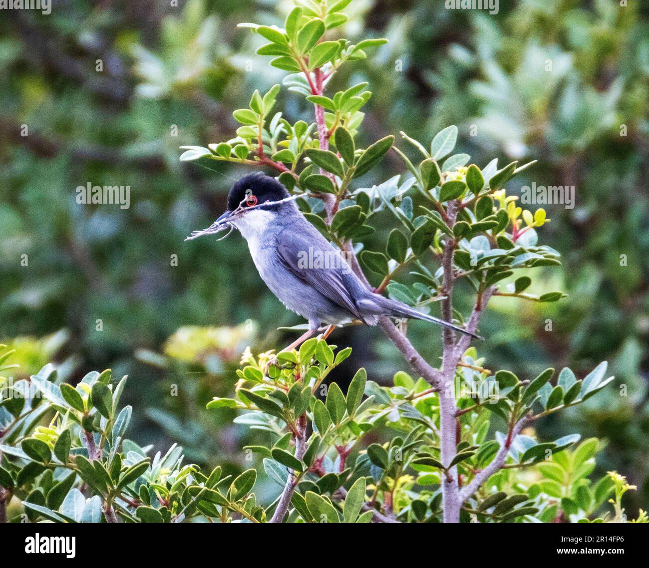 Male Sardinian warbler (Curruca melanocephala) Paphos, Cyprus Stock ...