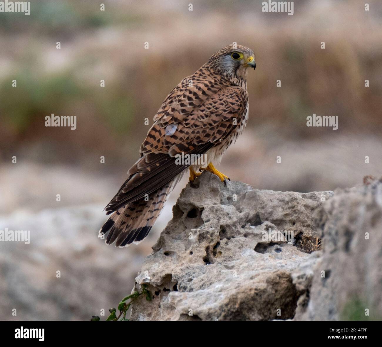 Female kestrel hi-res stock photography and images - Alamy