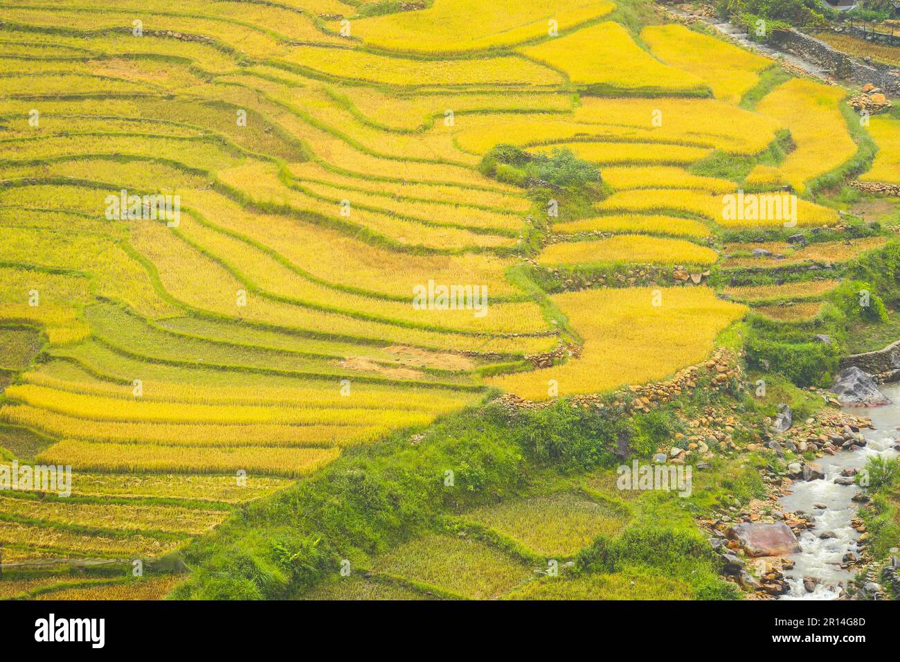 Rice fields on terraced of Mu Cang Chai YenBai Vietnam. Rice fields ...