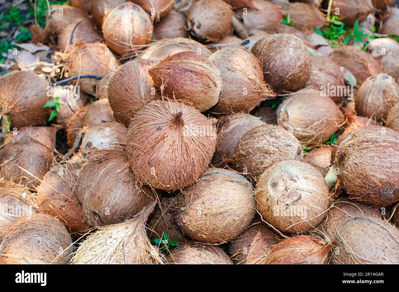 Dry coconuts ready for oil extraction Stock Photo - Alamy