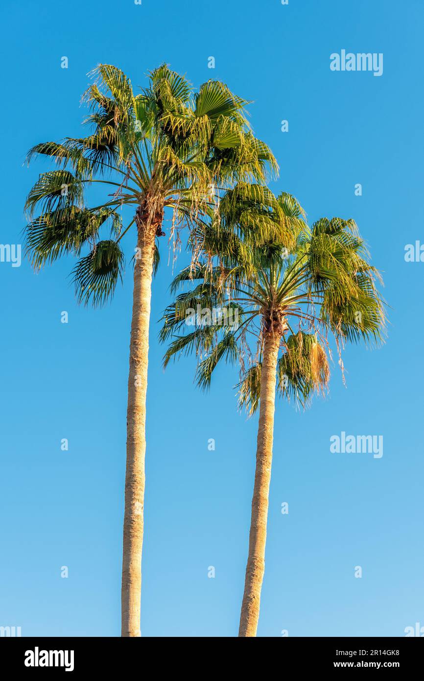 Perfect palm trees hi-res stock photography and images - Alamy