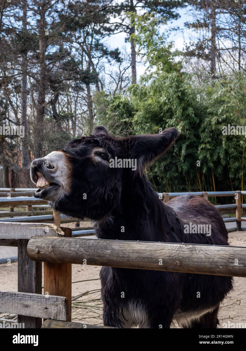 Black donkey braying and showing teeth, at the fence in front of a ...