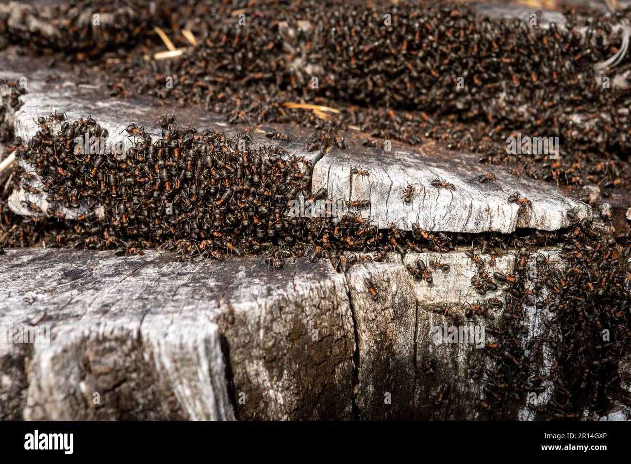 Wild ants nest in the old tree log in the forest Stock Photo - Alamy