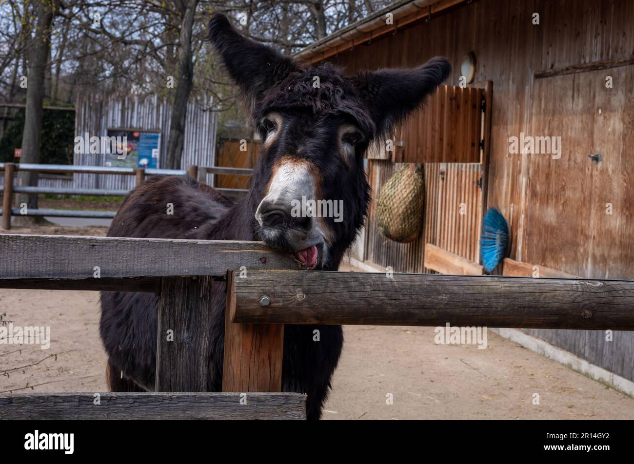 Black donkey biting and licking the fence in front of a wooden stable ...