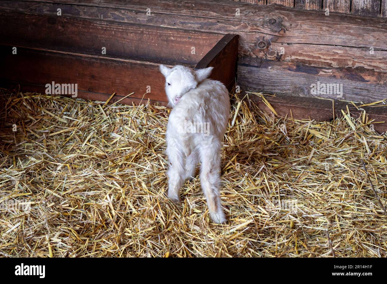 Little baby lamb in barn hi-res stock photography and images - Alamy