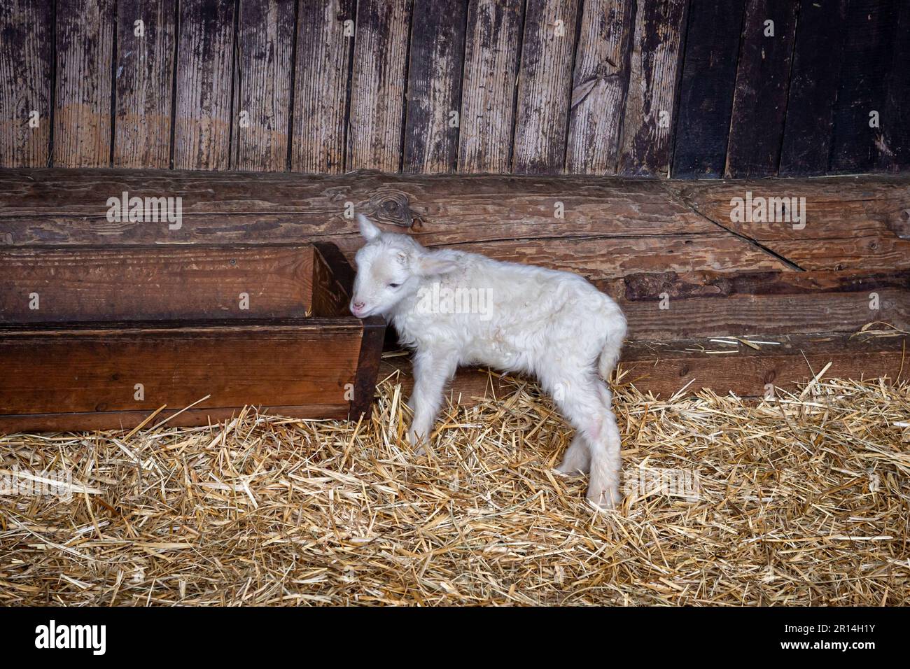 Little baby lamb in barn hi-res stock photography and images - Alamy