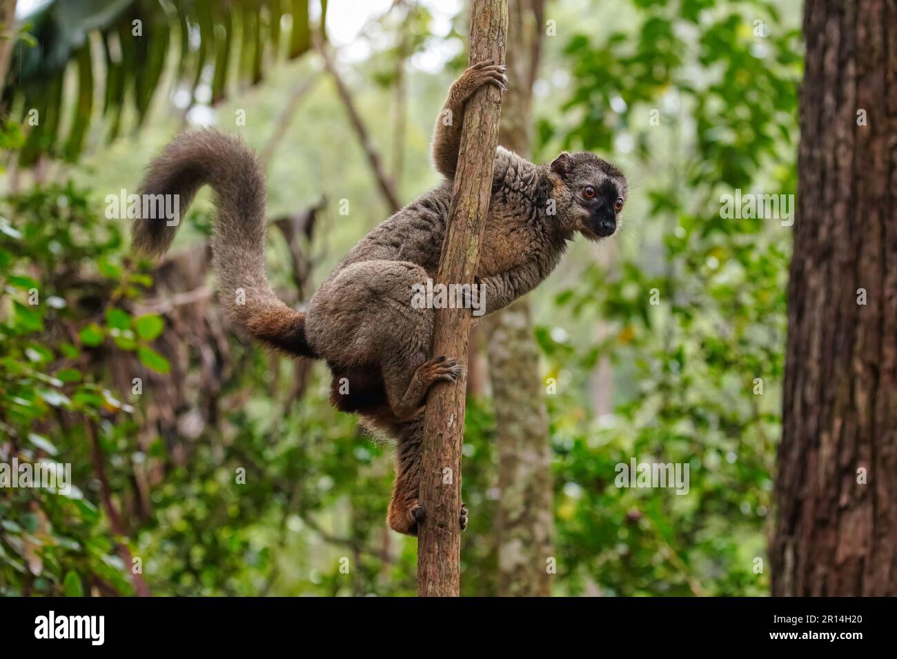 Common brown lemur - Eulemur fulvus - holding on a tree, blurred forest ...