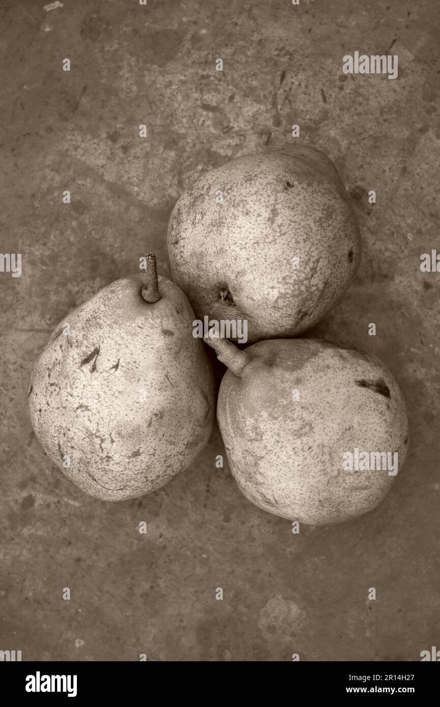 Sepia image of three Cornice pears lying on scuffed surface Stock Photo ...