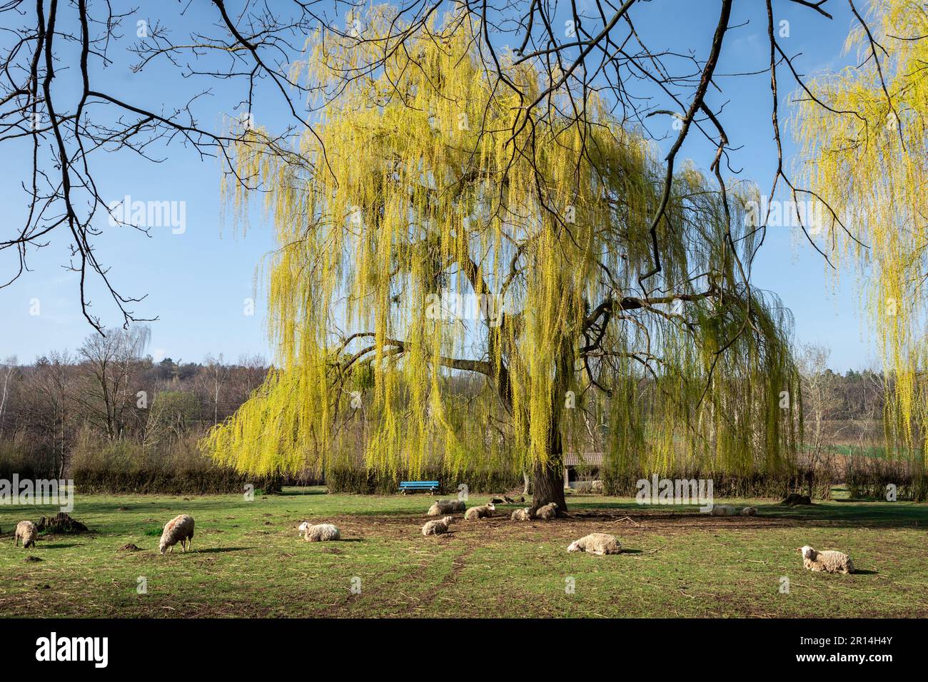 Under the willow tree hi-res stock photography and images - Alamy