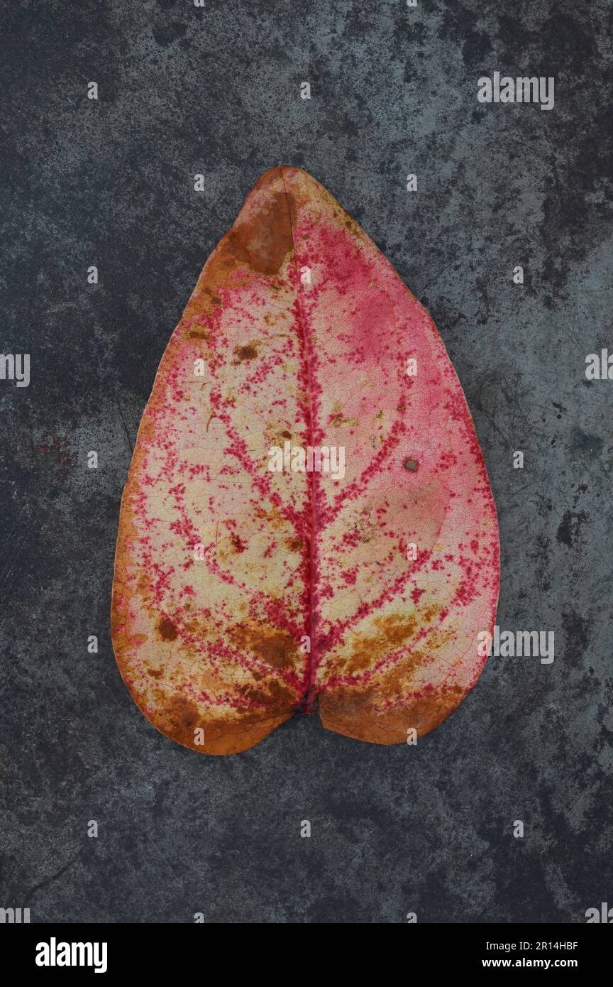 Single red and brown autumn leaf of St Johns wort or Tutsan or ...