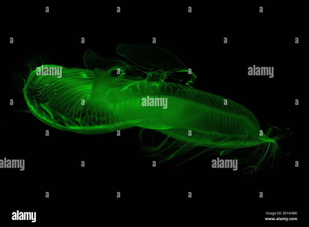 Underwater creature green fish hi-res stock photography and images - Alamy