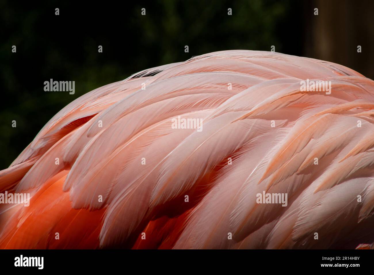 Striking flamingo hi-res stock photography and images - Alamy