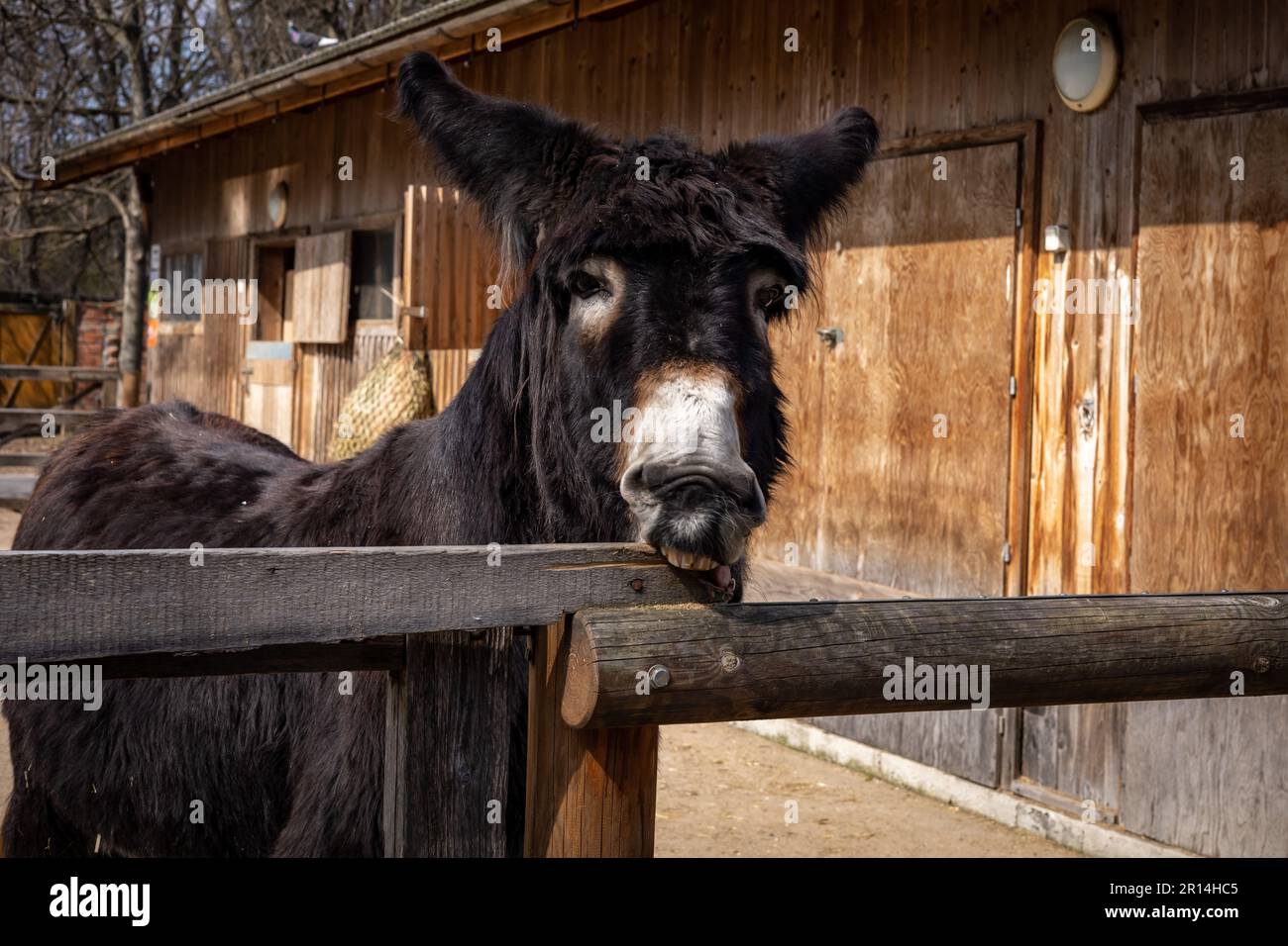 Donkey in stable on hi-res stock photography and images - Alamy