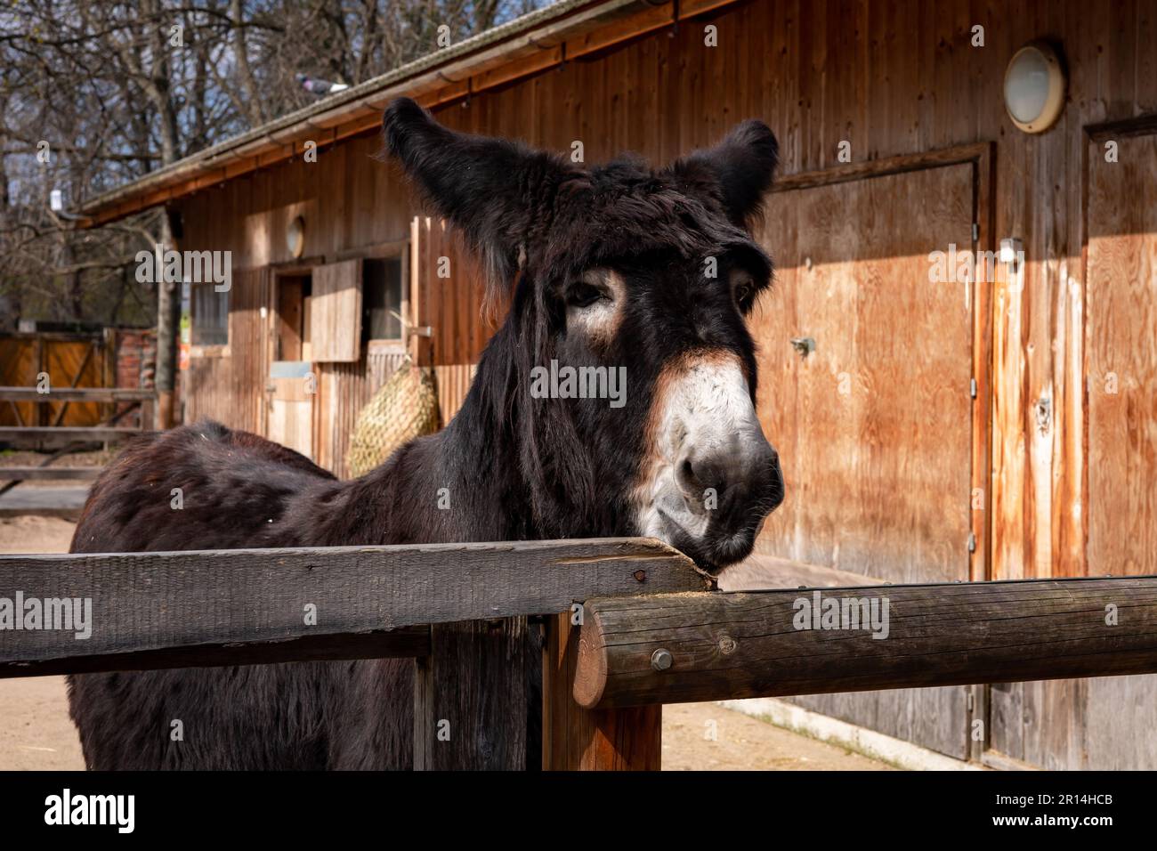 Donkey in stable on hi-res stock photography and images - Alamy