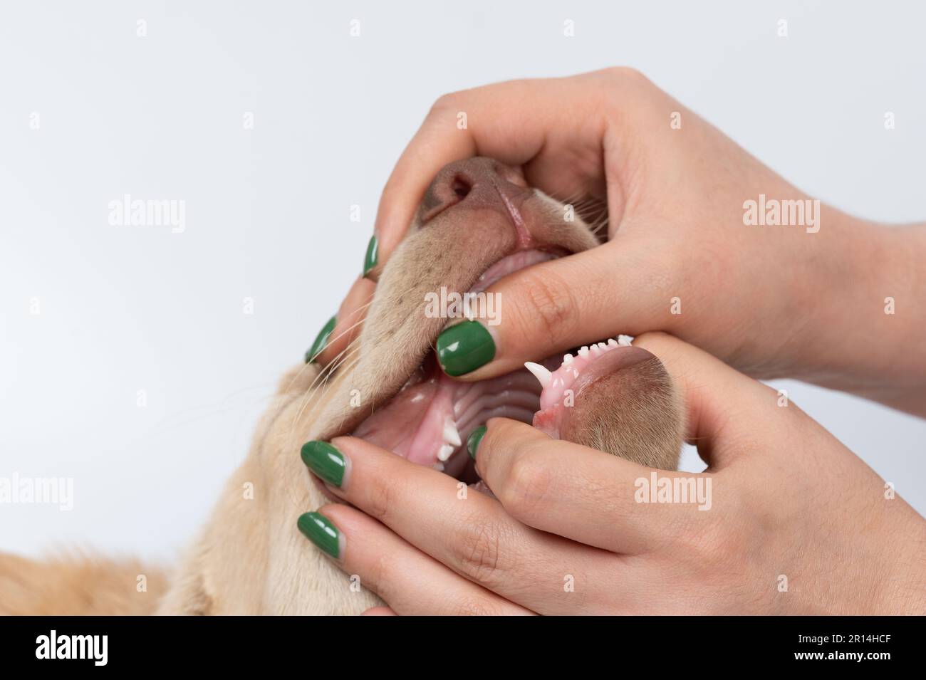 Animal dental check theme. Clean new labrador teeth in open mouth Stock ...