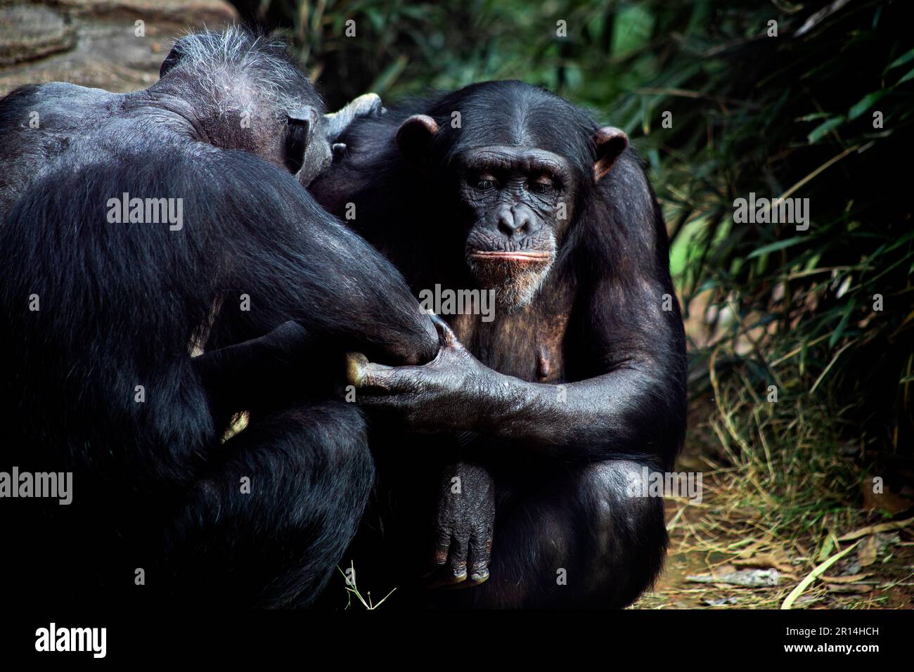 two chimpanzees in caring for each other, embrace Stock Photo - Alamy