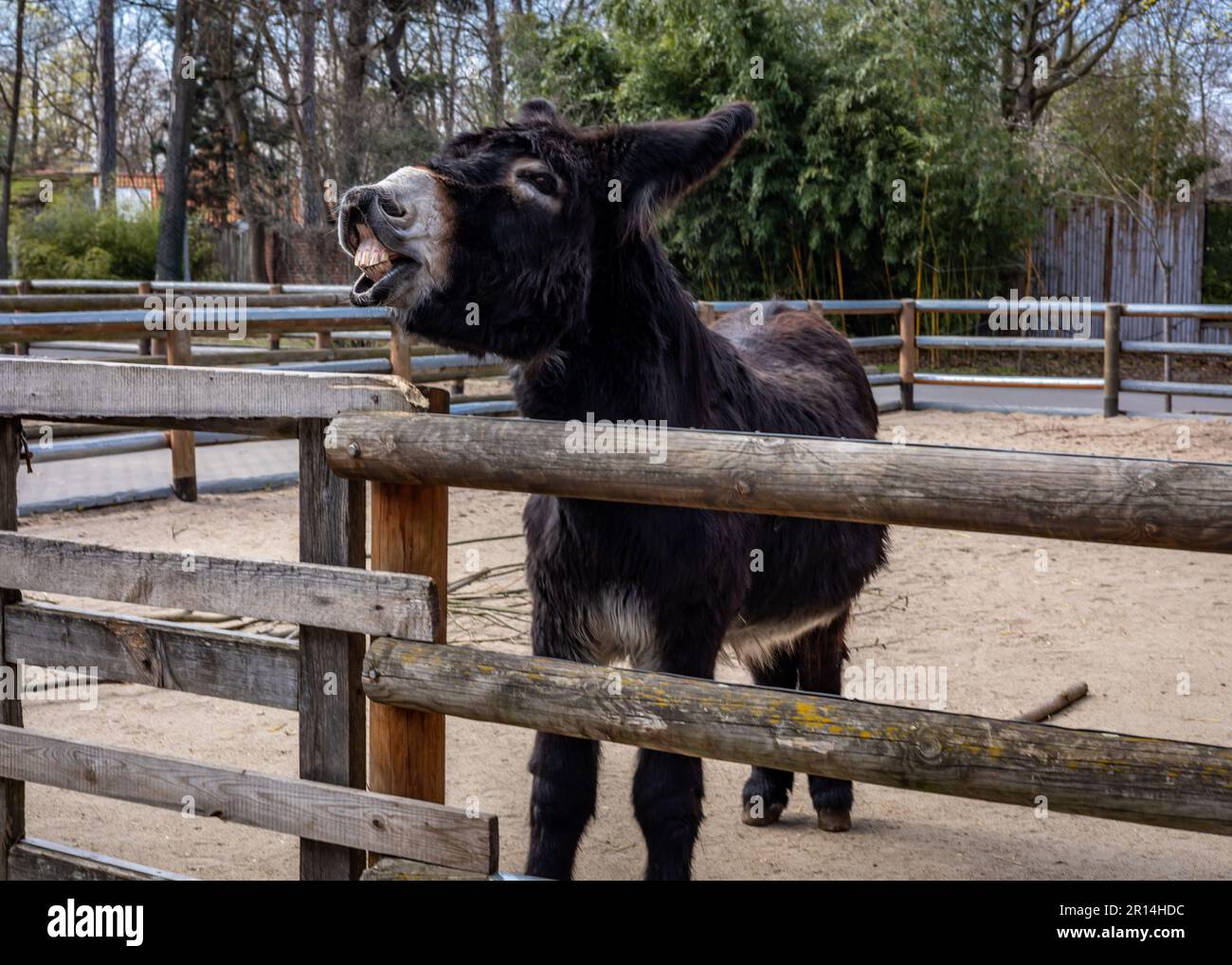 Black donkey biting and licking the fence in front of a wooden stable ...