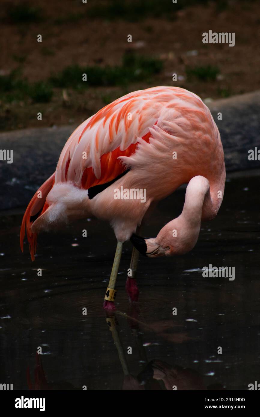 Flamingo cleaning hi-res stock photography and images - Alamy