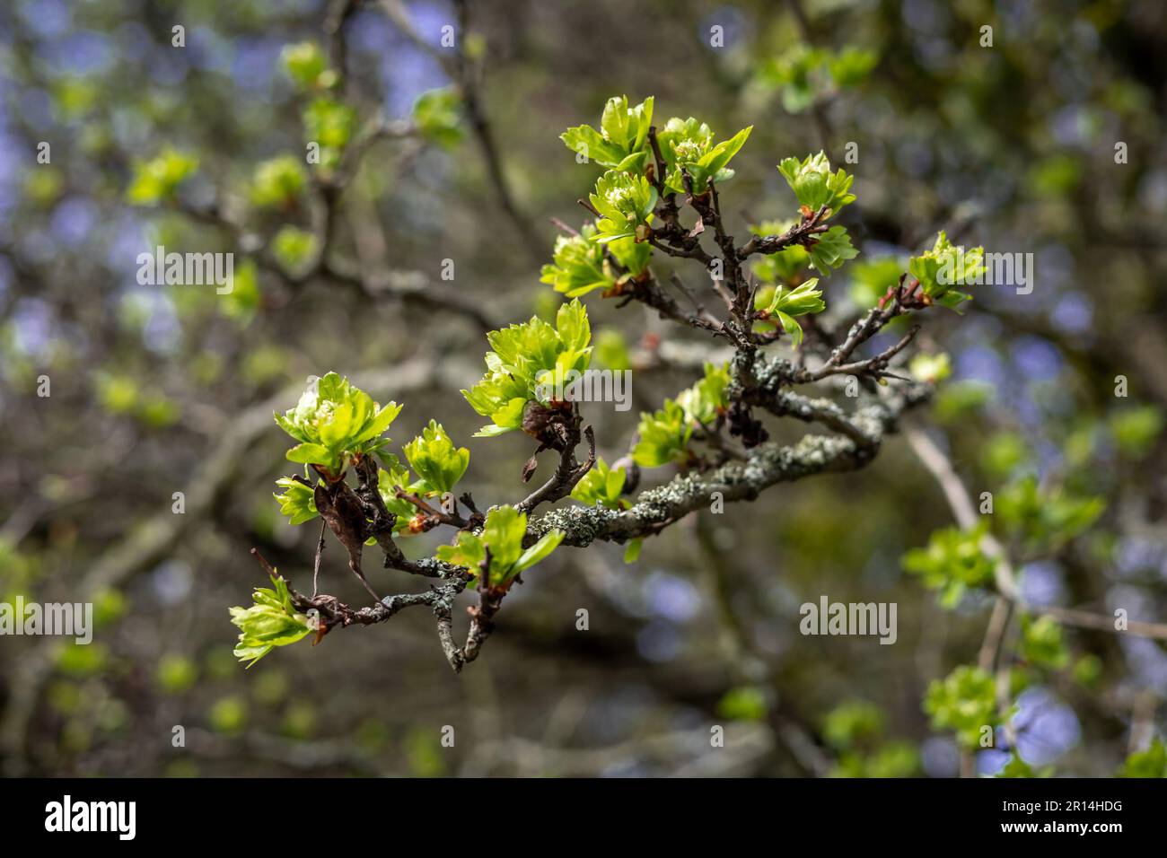 Green hawthorn leaf buds in springtime, on a blurred background Stock ...