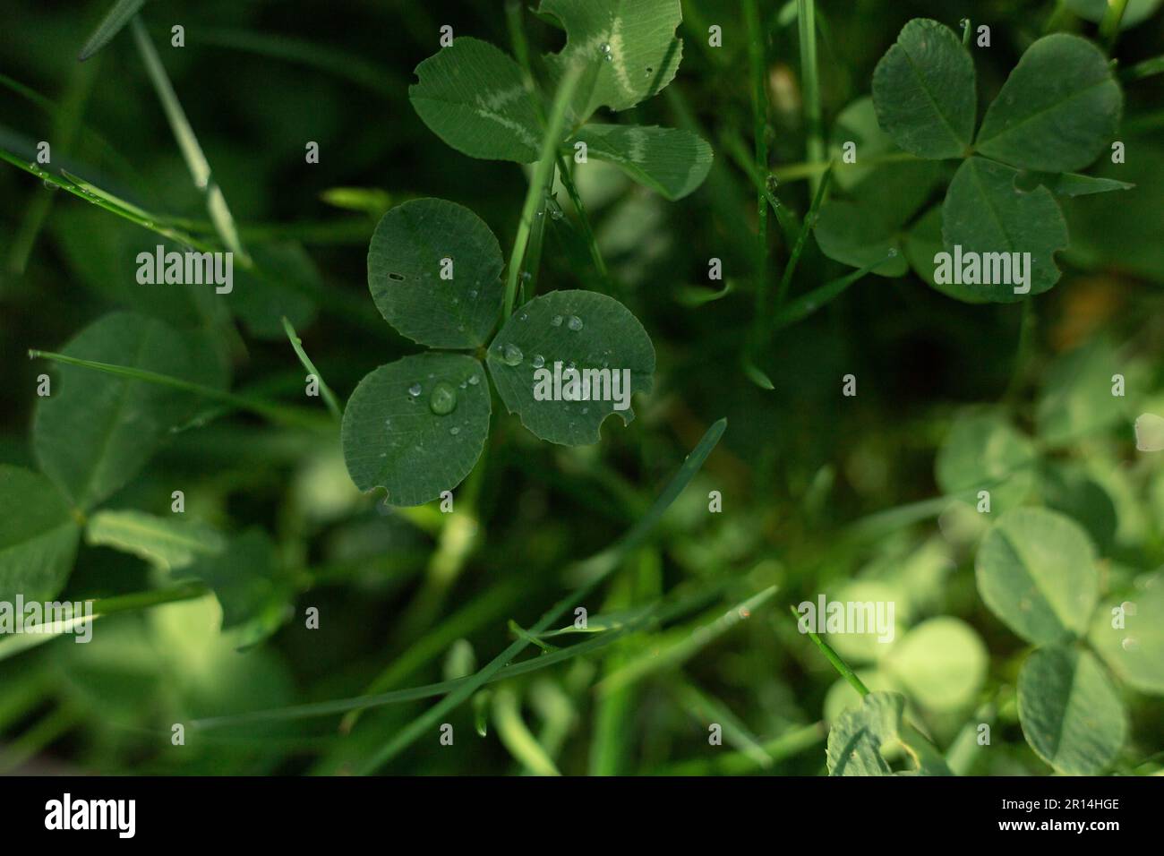 clover field after the rain Stock Photo - Alamy