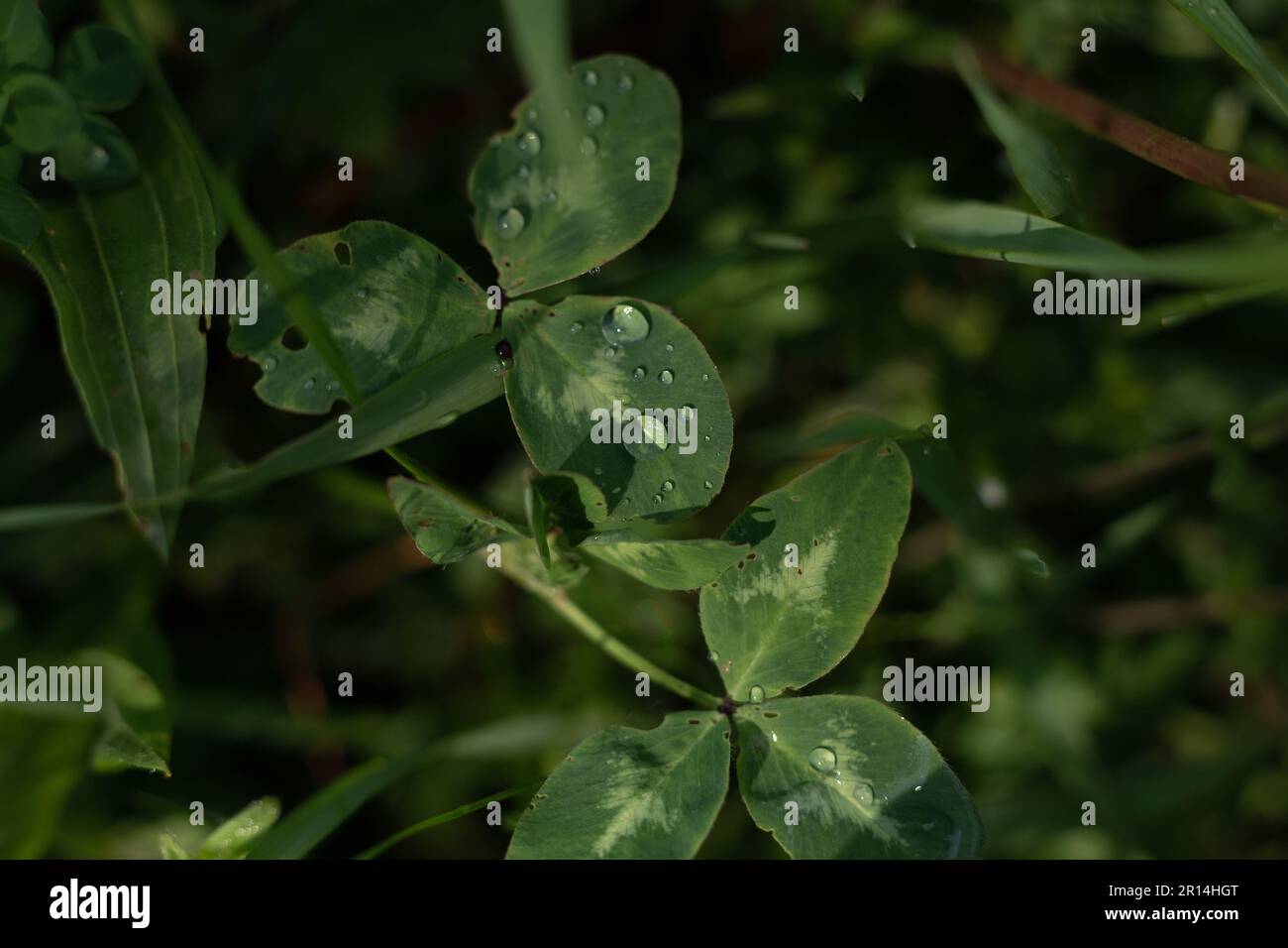 clover field after the rain Stock Photo - Alamy