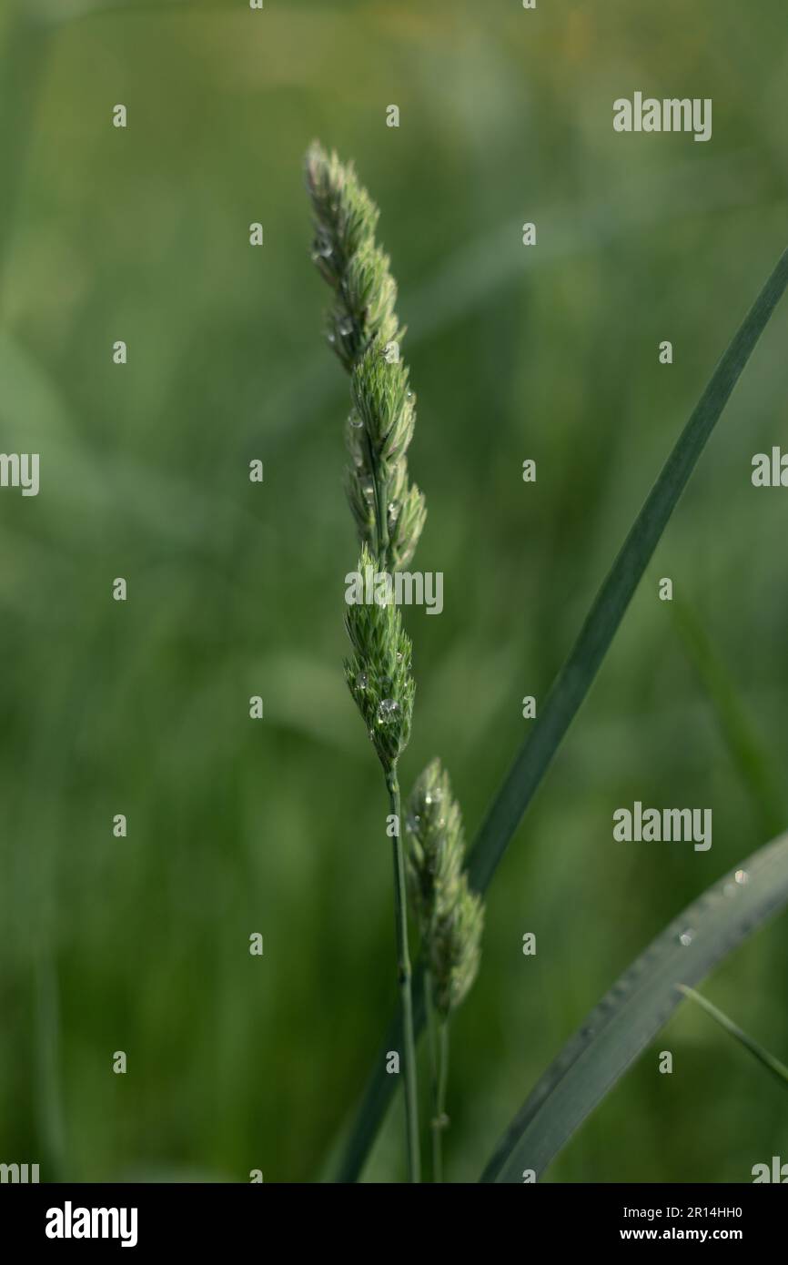 green ear covered with dew drops Stock Photo - Alamy