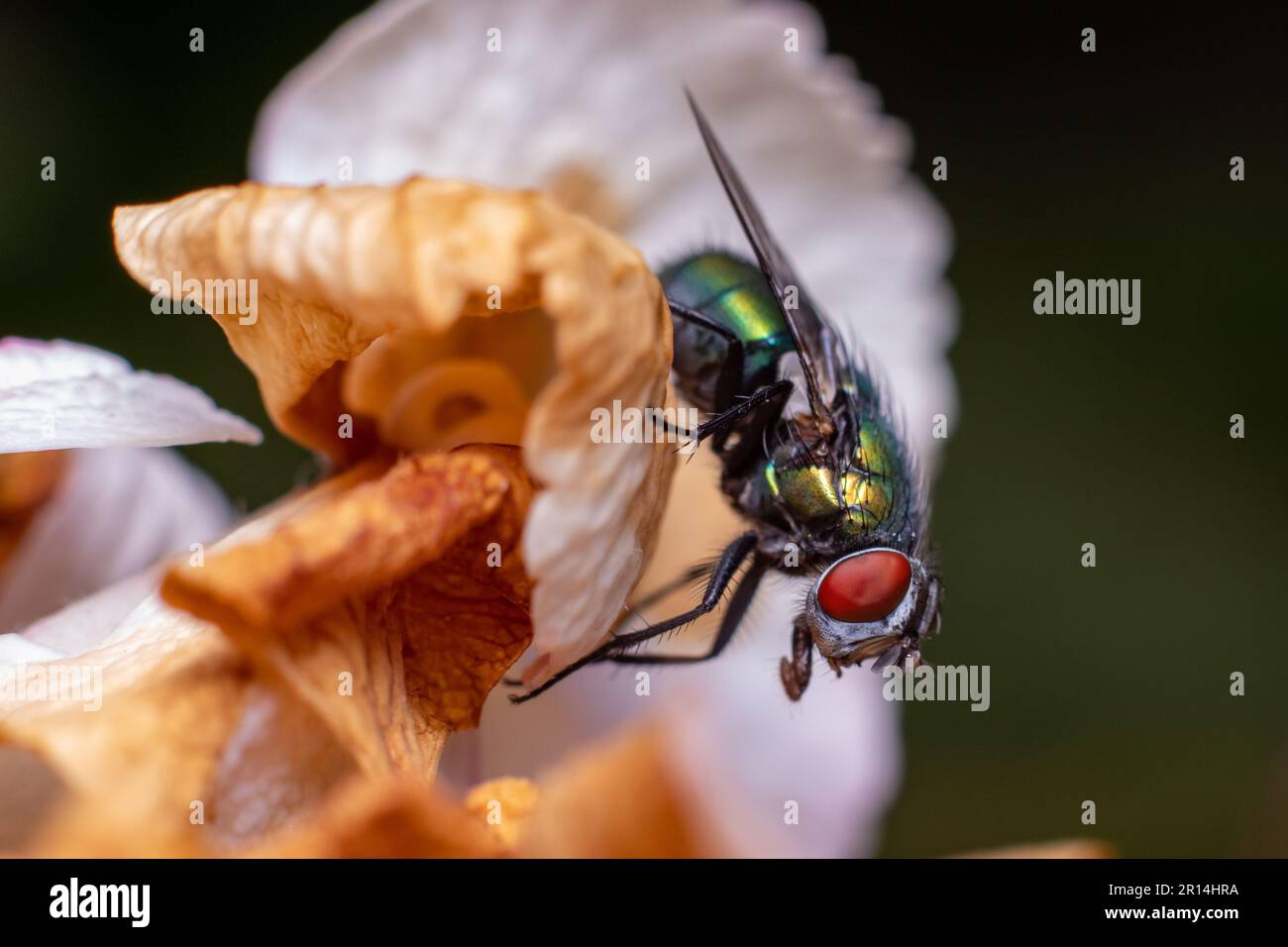 Green fly hi-res stock photography and images - Alamy
