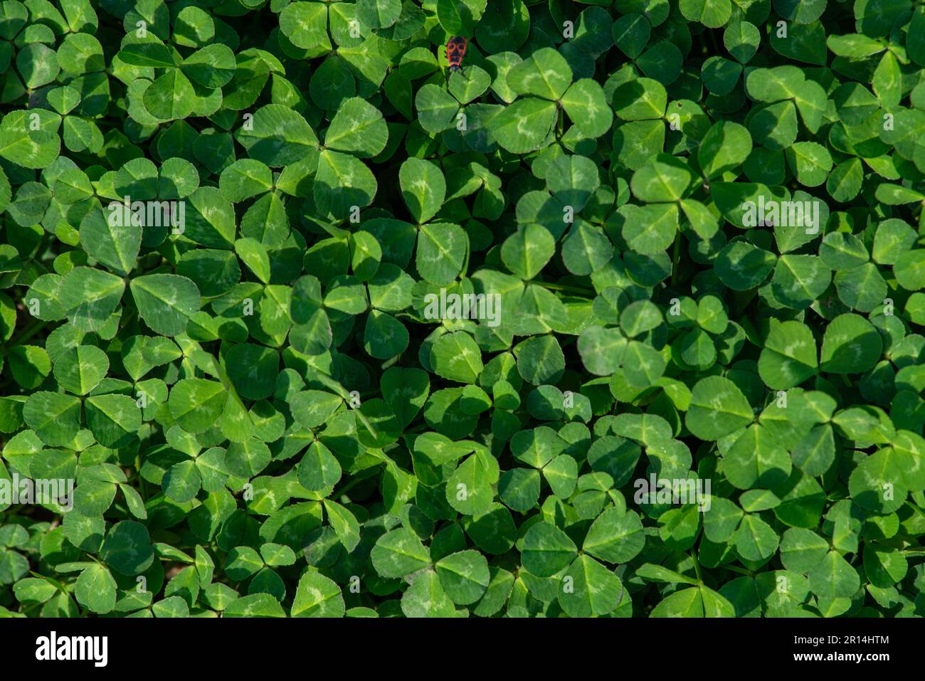 Natural green dark background. Plant and herb texture. Leafs green ...