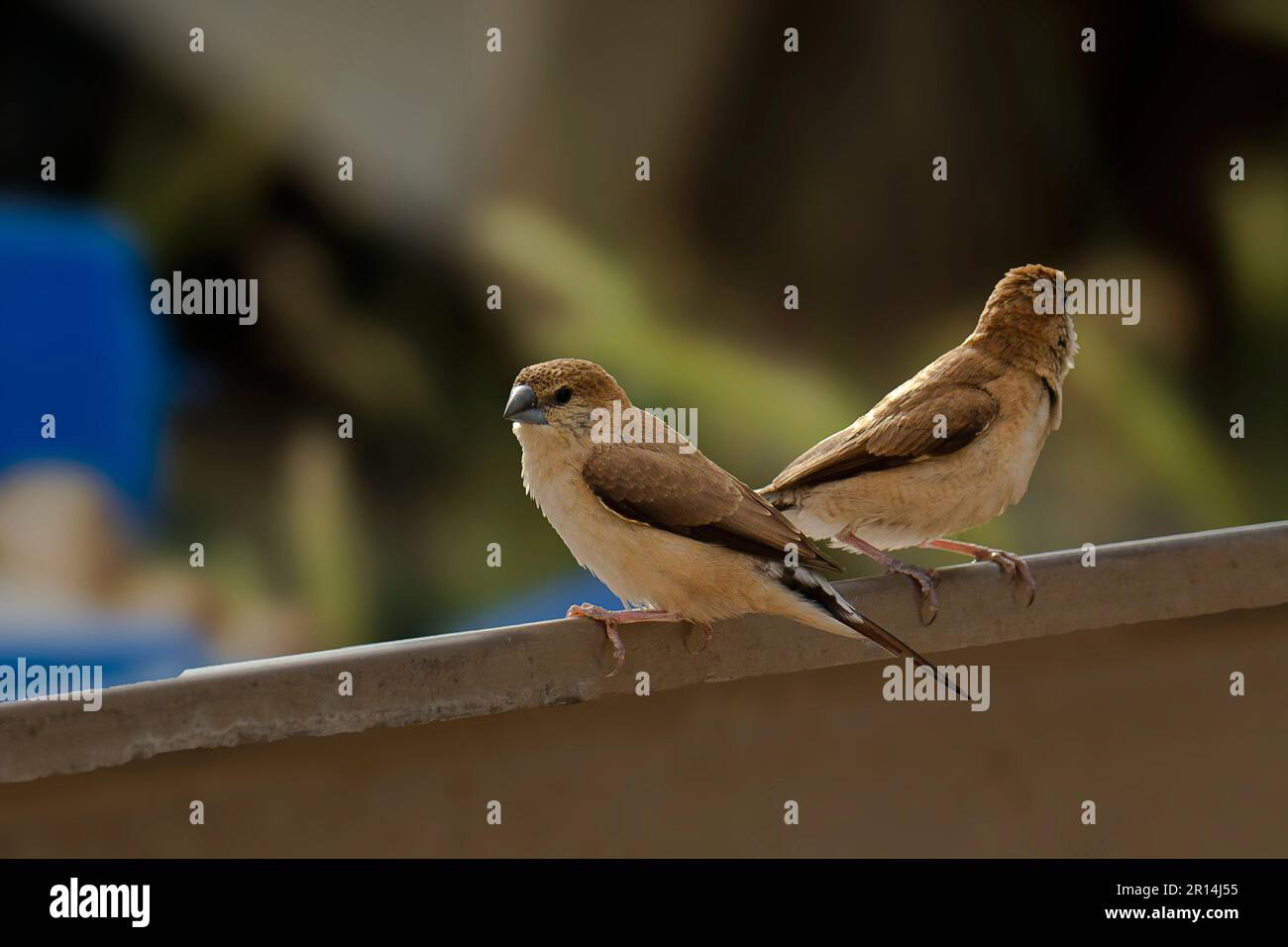 two indian silverbill or white-throated munia Stock Photo - Alamy
