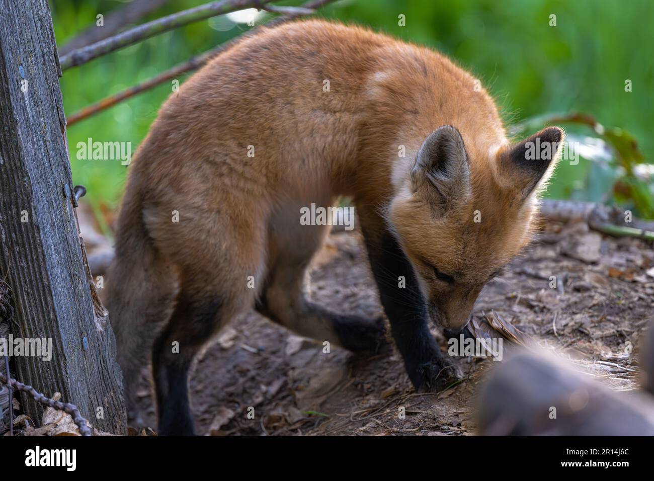 Young American Red Fox (Vulpes vulpes fulvus Stock Photo - Alamy