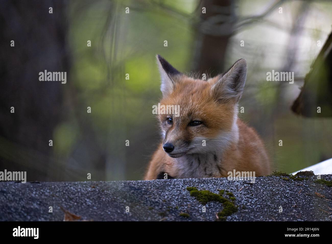 Young American Red Fox (Vulpes vulpes fulvus Stock Photo - Alamy