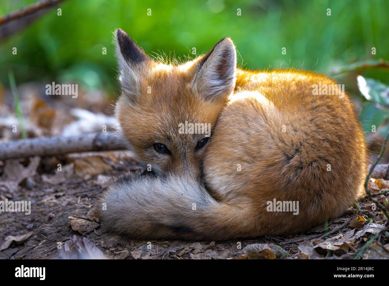 Vulpes vulpes fulvus hi-res stock photography and images - Alamy