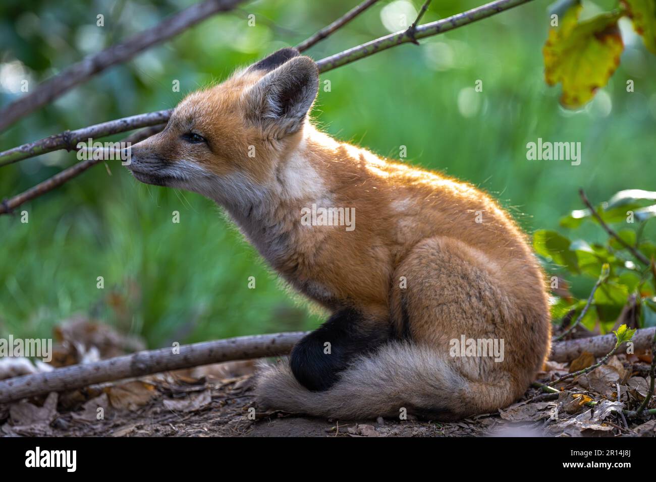Young American Red Fox (Vulpes vulpes fulvus Stock Photo - Alamy