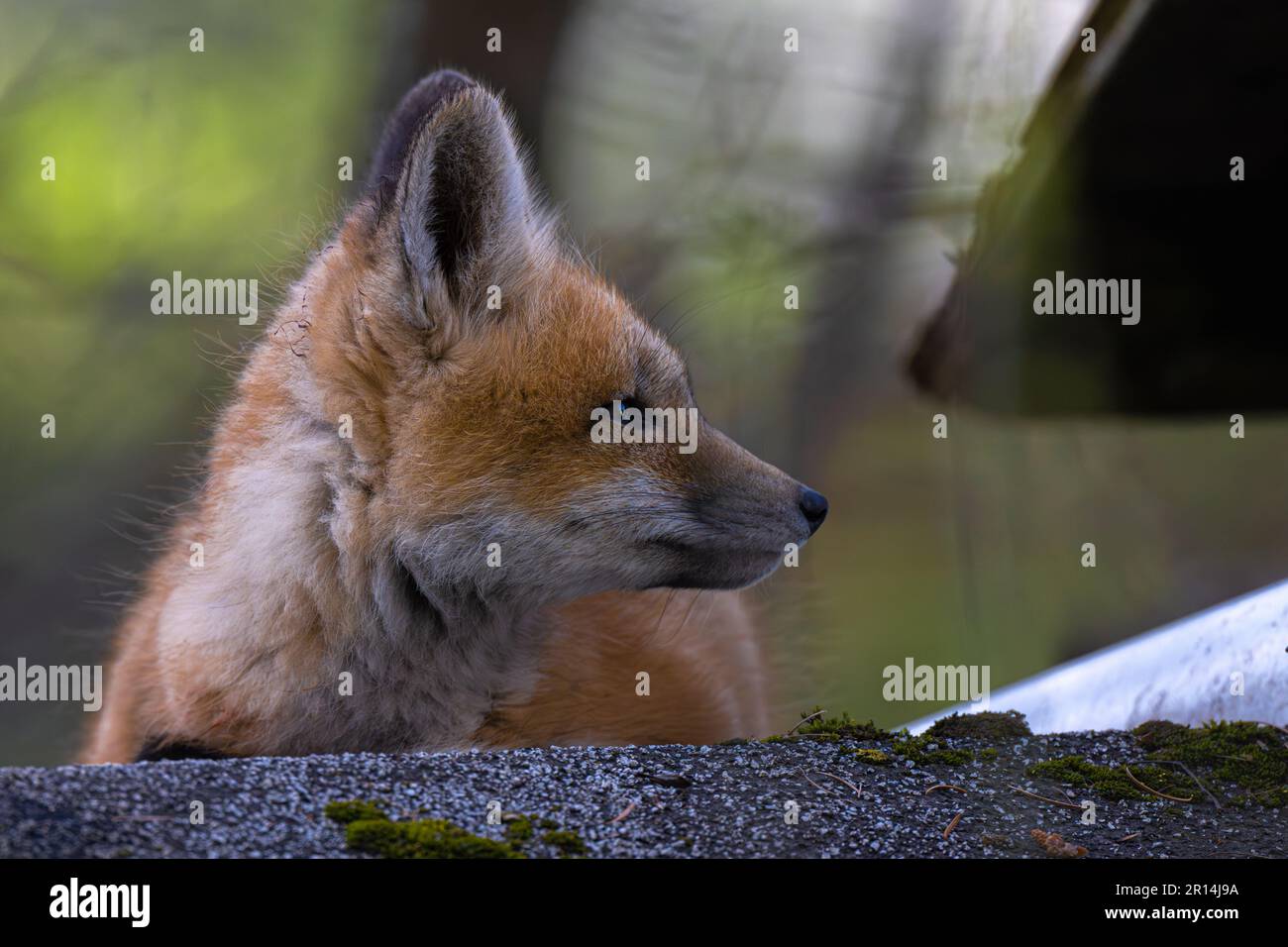 Young American Red Fox (Vulpes vulpes fulvus Stock Photo - Alamy