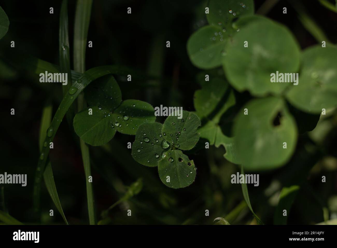 clover field after the rain Stock Photo - Alamy