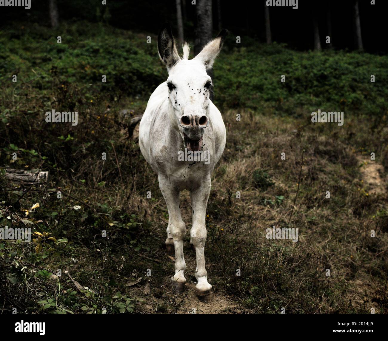 White mule hi-res stock photography and images - Alamy